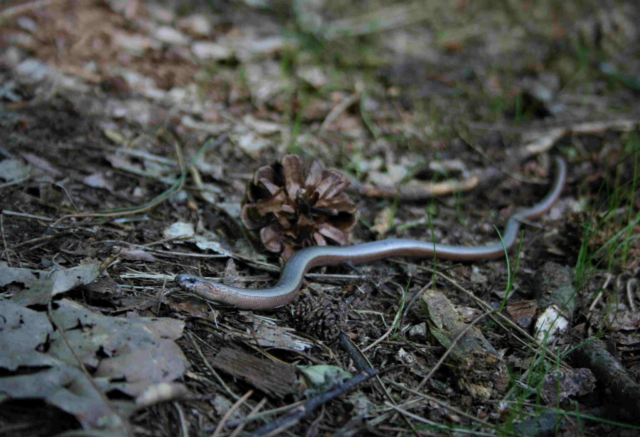 de Hazelworm - Natuurbegraafplaats Schapenmeer
