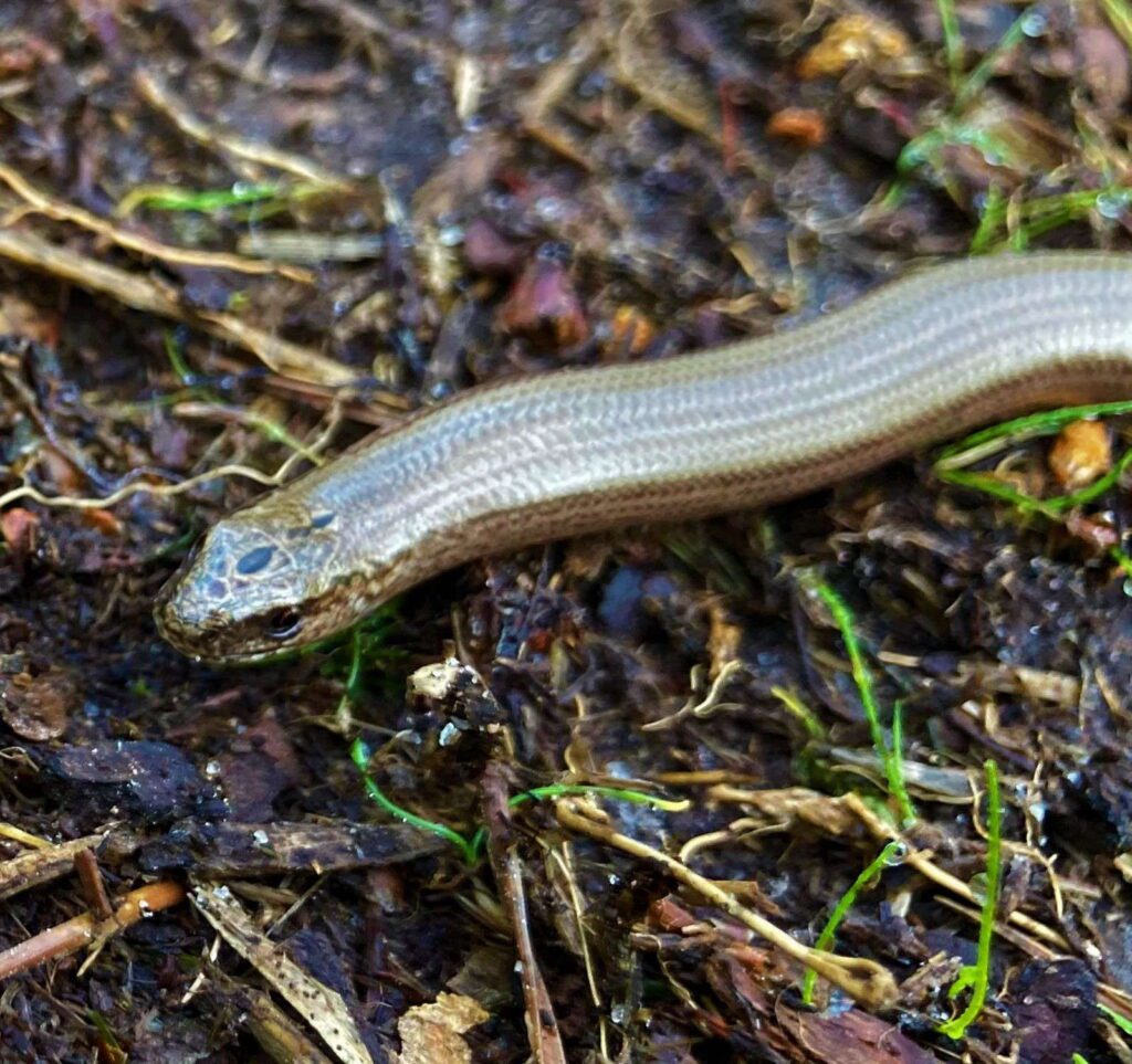de Hazelworm - Natuurbegraafplaats Schapenmeer