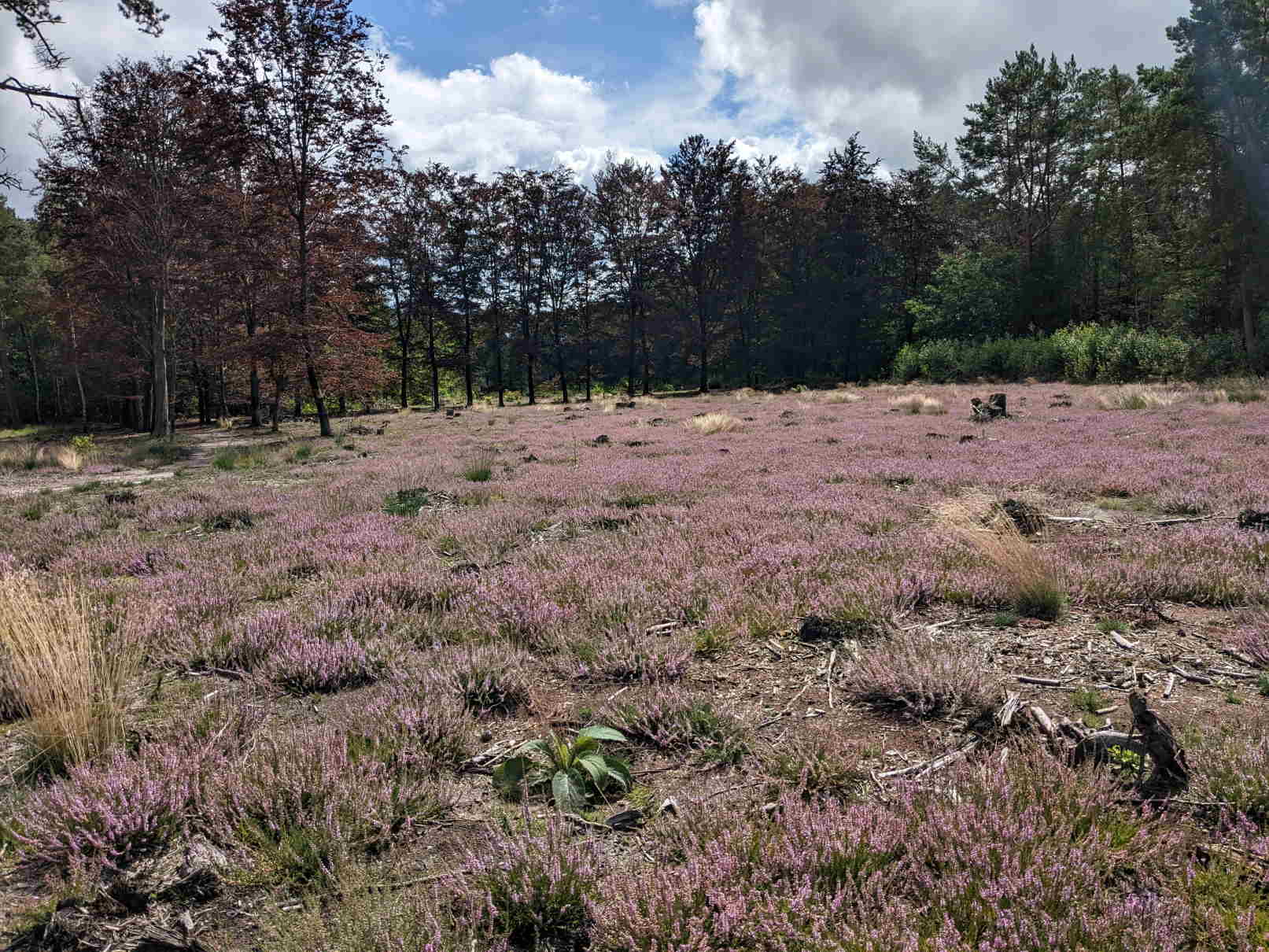 De heide bloeit! - Natuurbegraafplaats Schapenmeer