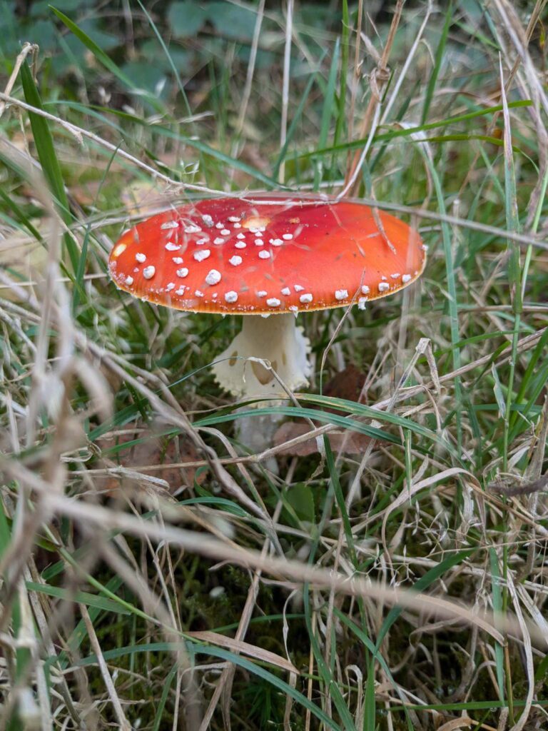 Maak kennis met Kabouter Kluts - Natuurbegraafplaats Schapenmeer
