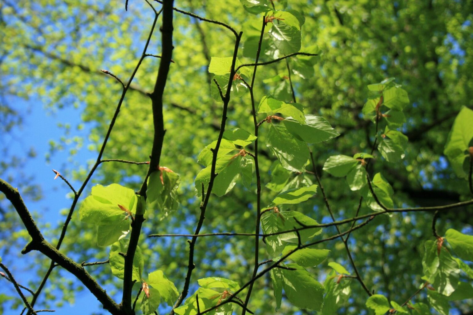 Onder deze beukenboom - Natuurbegraafplaats Schapenmeer